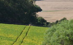 Modo e mecanismo de ação dos fungicidas triazóis e triazolintione ...