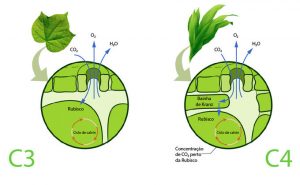 Qual a diferença entre plantas C3 e C4? - Elevagro