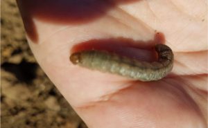 Lagarta-rosca, Agrotis ipsilon - caracterização, dano e controle - Elevagro