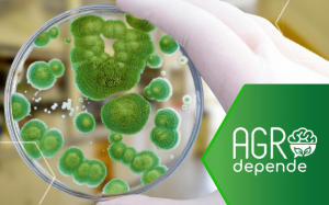 O que você precisa saber sobre os biofungicidas - Elevagro