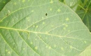 Sintomas de míldio (Peronospora manshurica) em folhas de soja - Elevagro